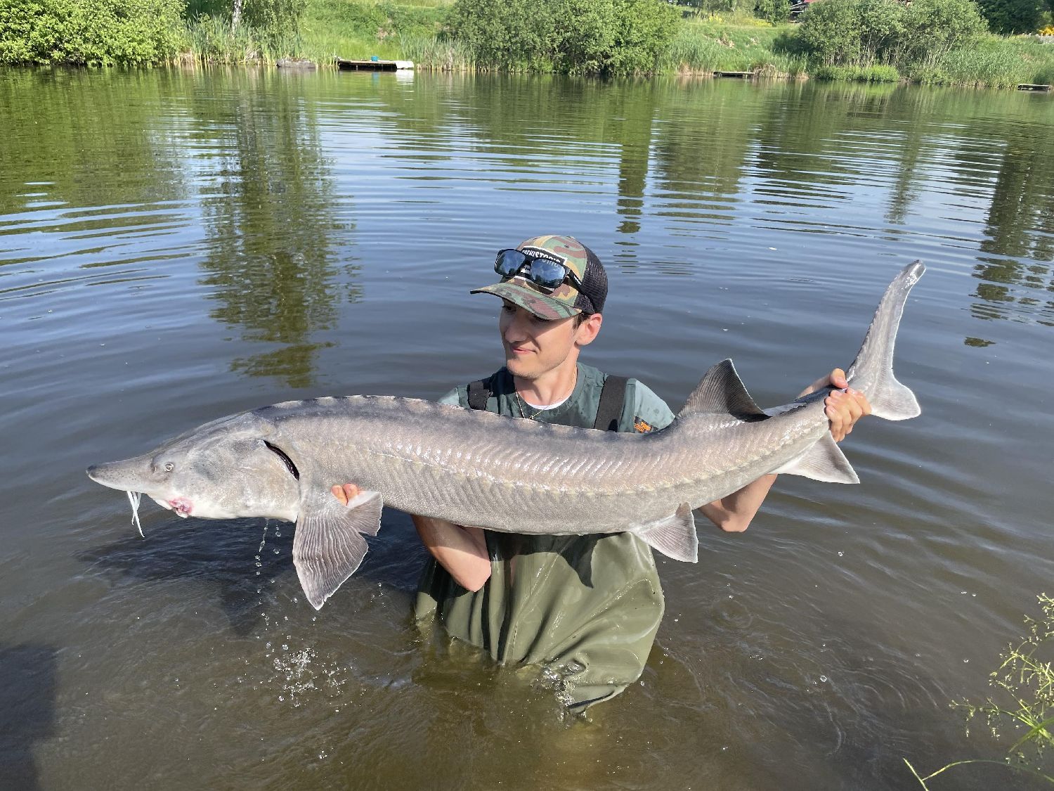 Beluga Sturgeon: The Rare and Expensive Fish – Readingdom