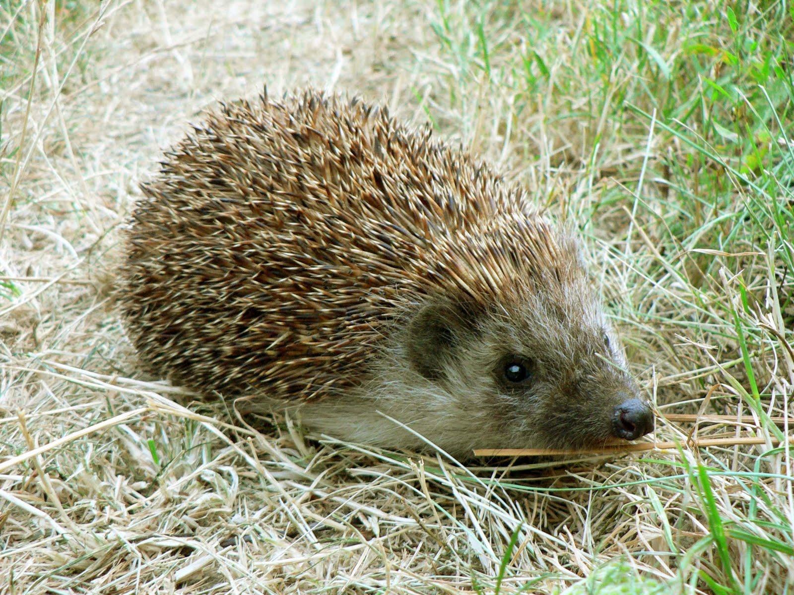 The Elegance of the Hedgehog - Read, Write, Stroll