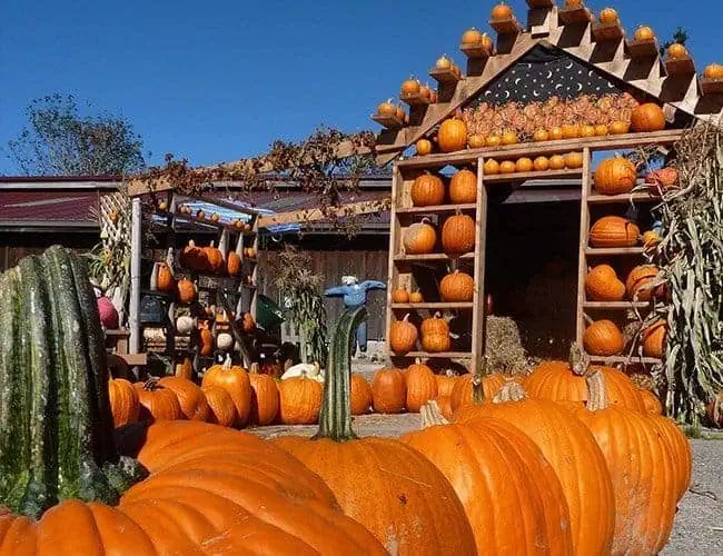 The Best Pumpkin Patches Around Seattle — Real Estate GalsReal Estate Gals
