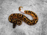 Black Head Pied Poss Od Reality Ball Python