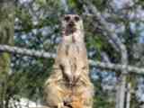 Meerkats Reaseheath Zoo