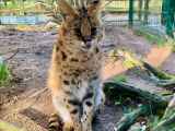 Serval Reaseheath Zoo