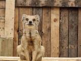 Students Build Stylish Accommodation For Mongooses Reaseheath Zoo