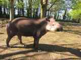 Lowland Tapir Reaseheath Zoo