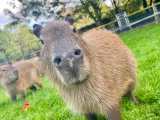 New Capybara Group Arrive At The Zoo Reaseheath Zoo