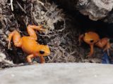 Critically Endangered Frogs Arrive Reaseheath Zoo