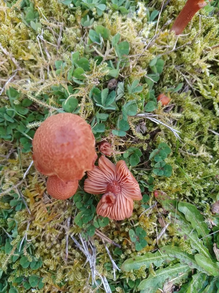 What Are Decomposers and Why Should We Thank Them? - Rebecca Lexa ...