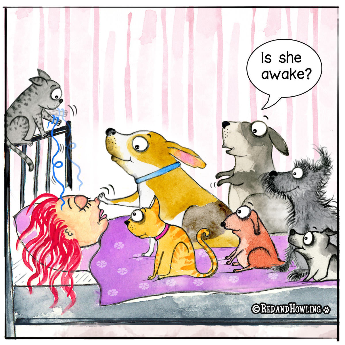 Is she Awake? – Red and Howling