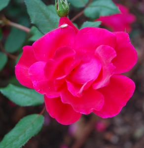 knockout spray for humans