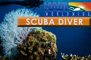 NAUI Basic Level Scuba Certification – Reef Encounters Texas