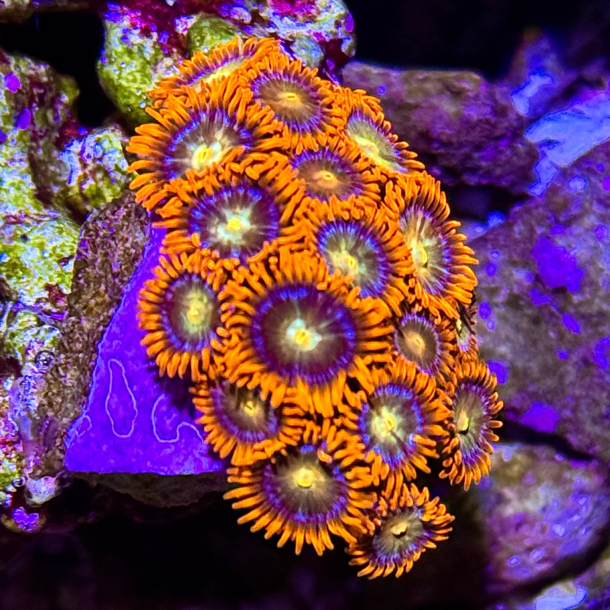 Gatorade Zoanthids Reefflex