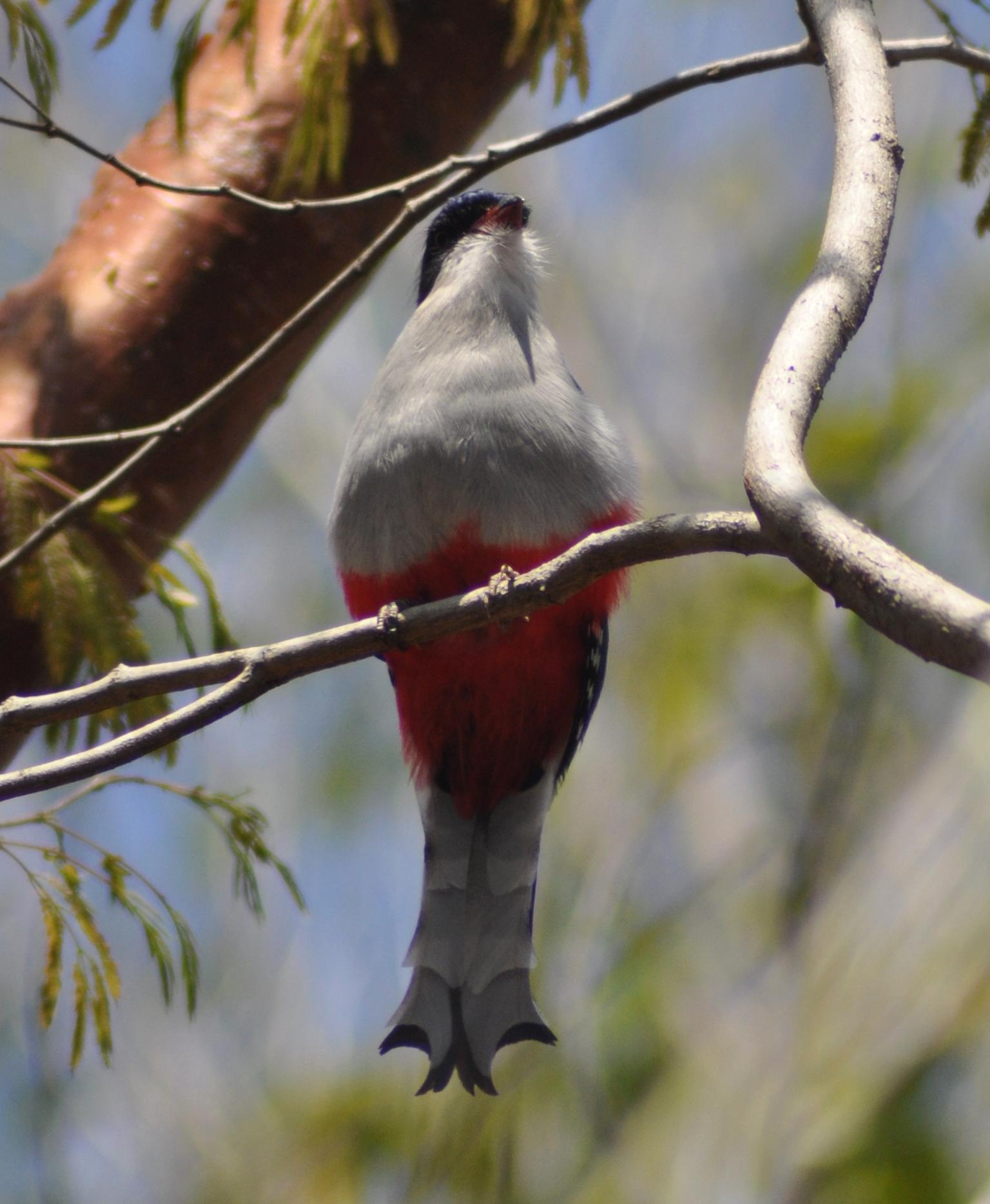 Blogueros cubanos cumplen su compromiso con Korimakao – Korimakao