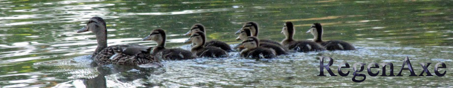 Bird Headers | RegenAxe