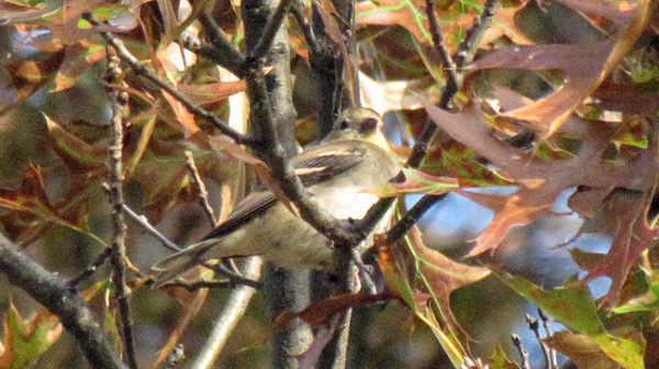 Pere Marquette State Park | RegenAxe