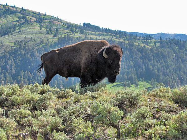 Do Not Approach Buffalo | RegenAxe