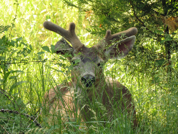 Upper Yosemite Falls | RegenAxe