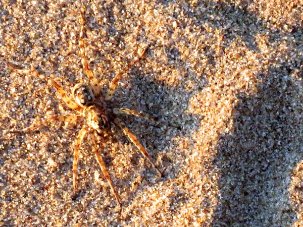 October | 2012 | RegenAxe