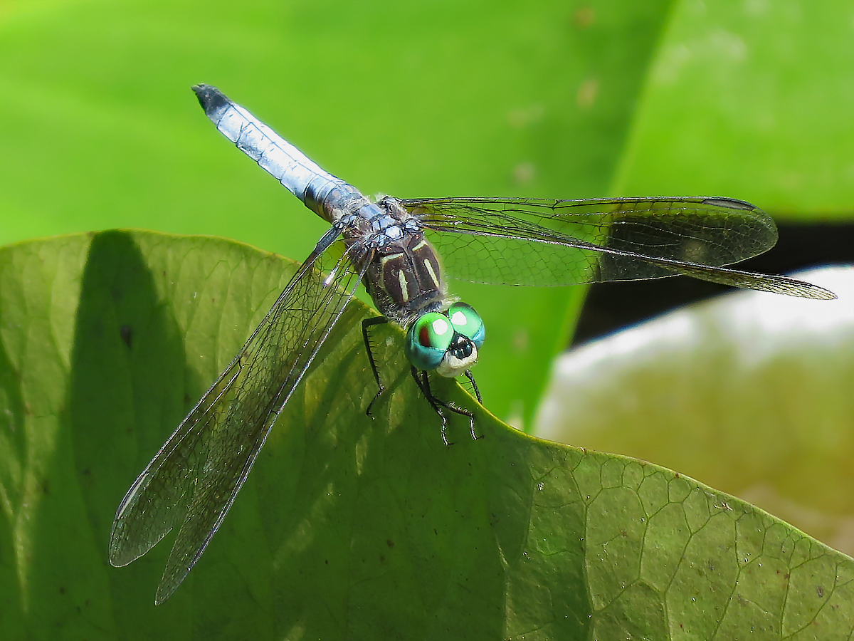 Forest Park | RegenAxe