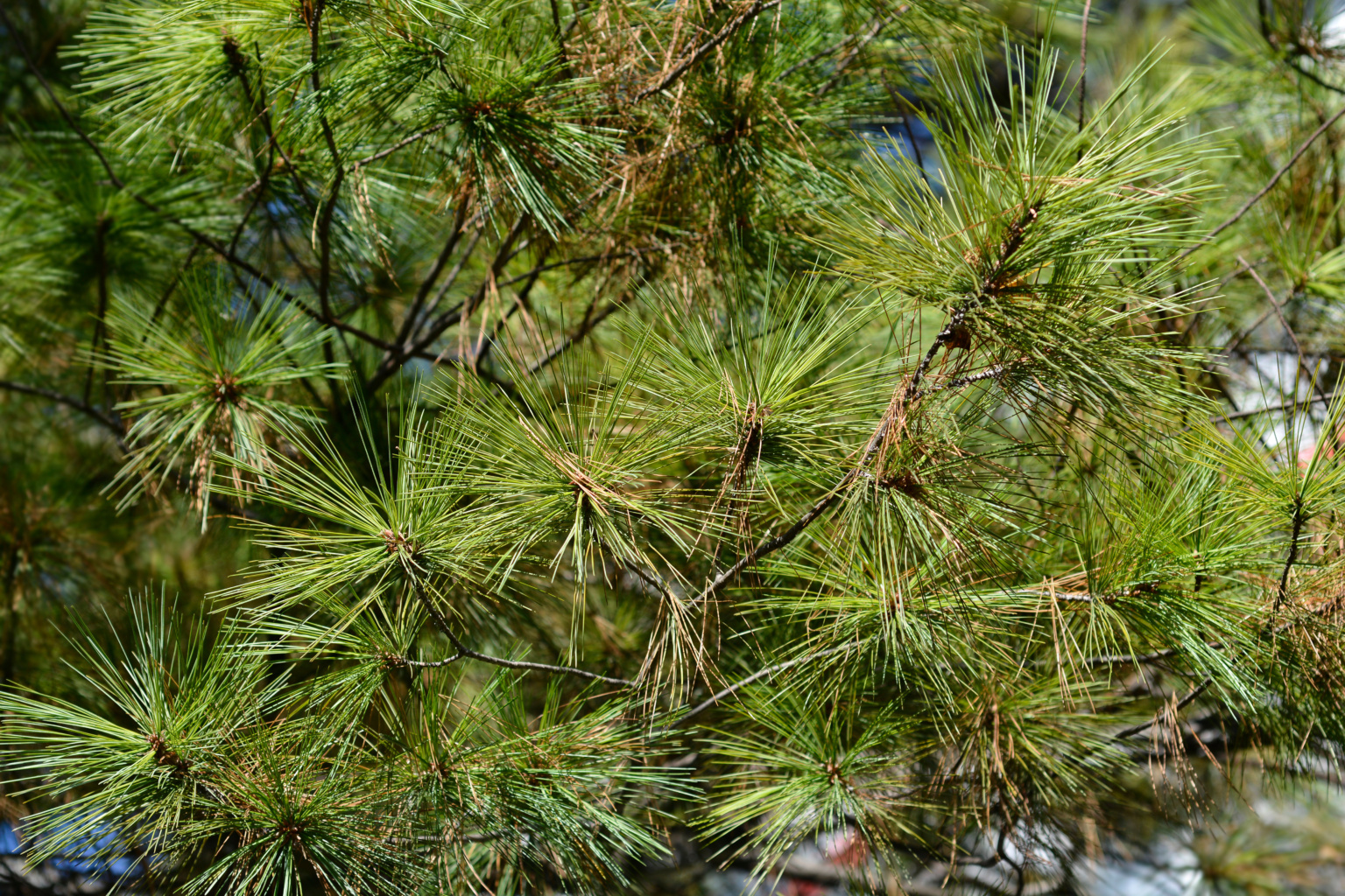 Eastern White Pine Revealed: A Closer Look