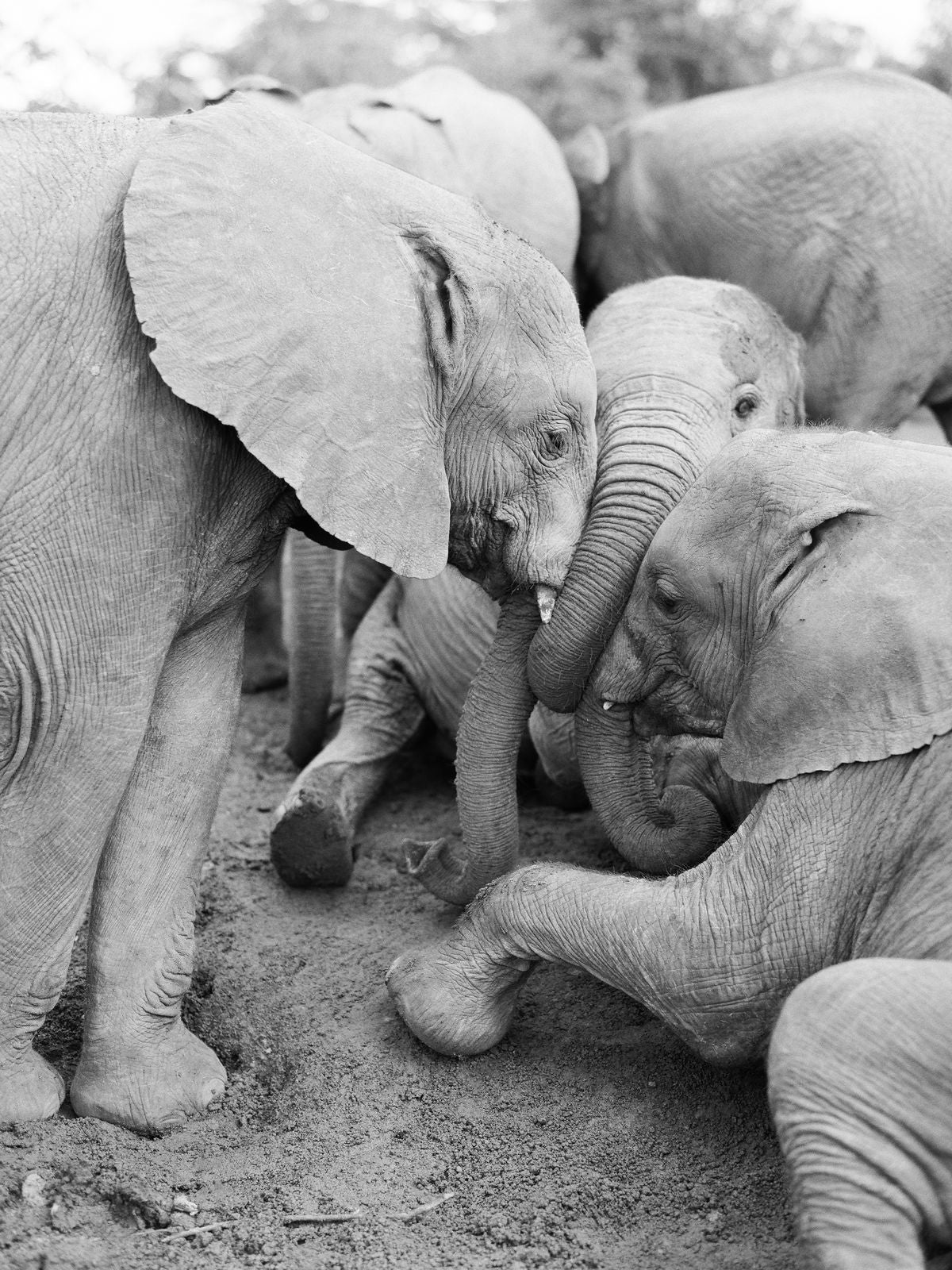 Connection Render Loyalty