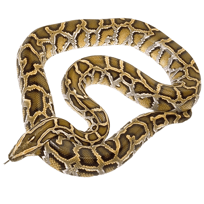 Indian Rock Python Reptichip Llc