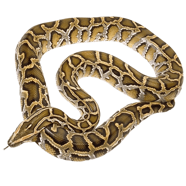 Indian Rock Python Reptichip Llc
