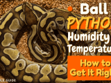 Ball Python Humidity Temperature How To Get It Right