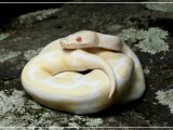 15 Types Of Yellow Snakes With Pictures Reptile Jam