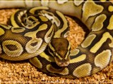 Ball Python Bite The Essential Guide To Safely Handling Your Pet