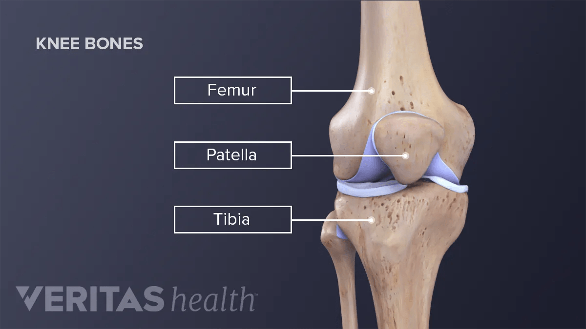Patella Anatomy Knee Anatomy