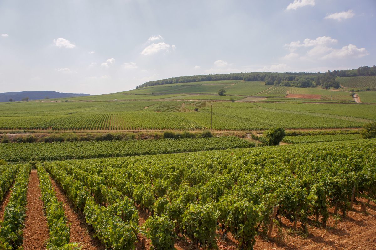 O que é Terroir? | Reserva85 - Tudo sobre o vinho!