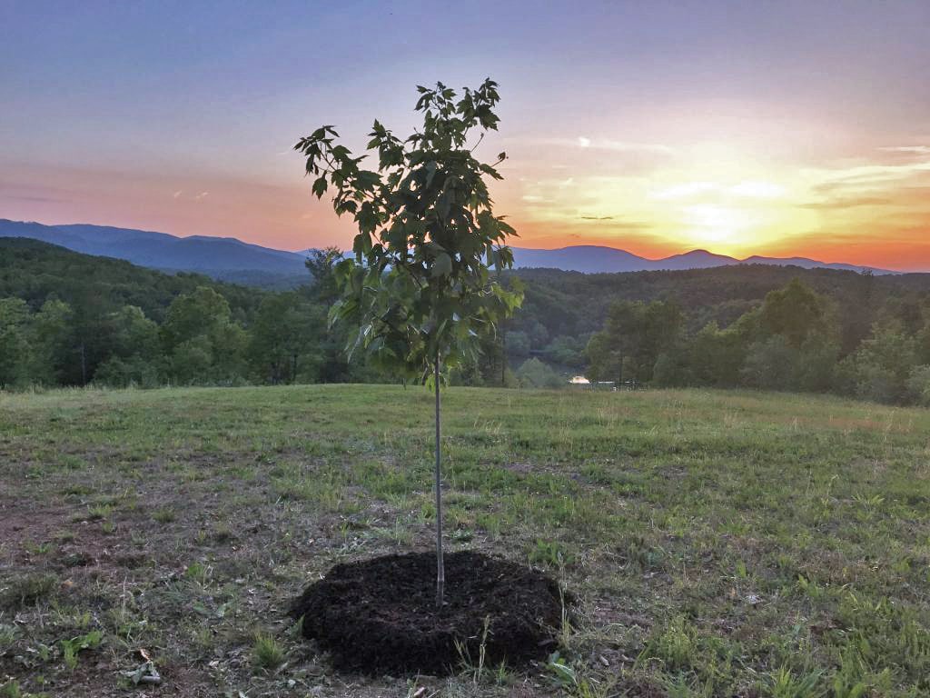 4 Beautiful Places to Have Your Ashes Scattered – Rest Ashured – Ash ...