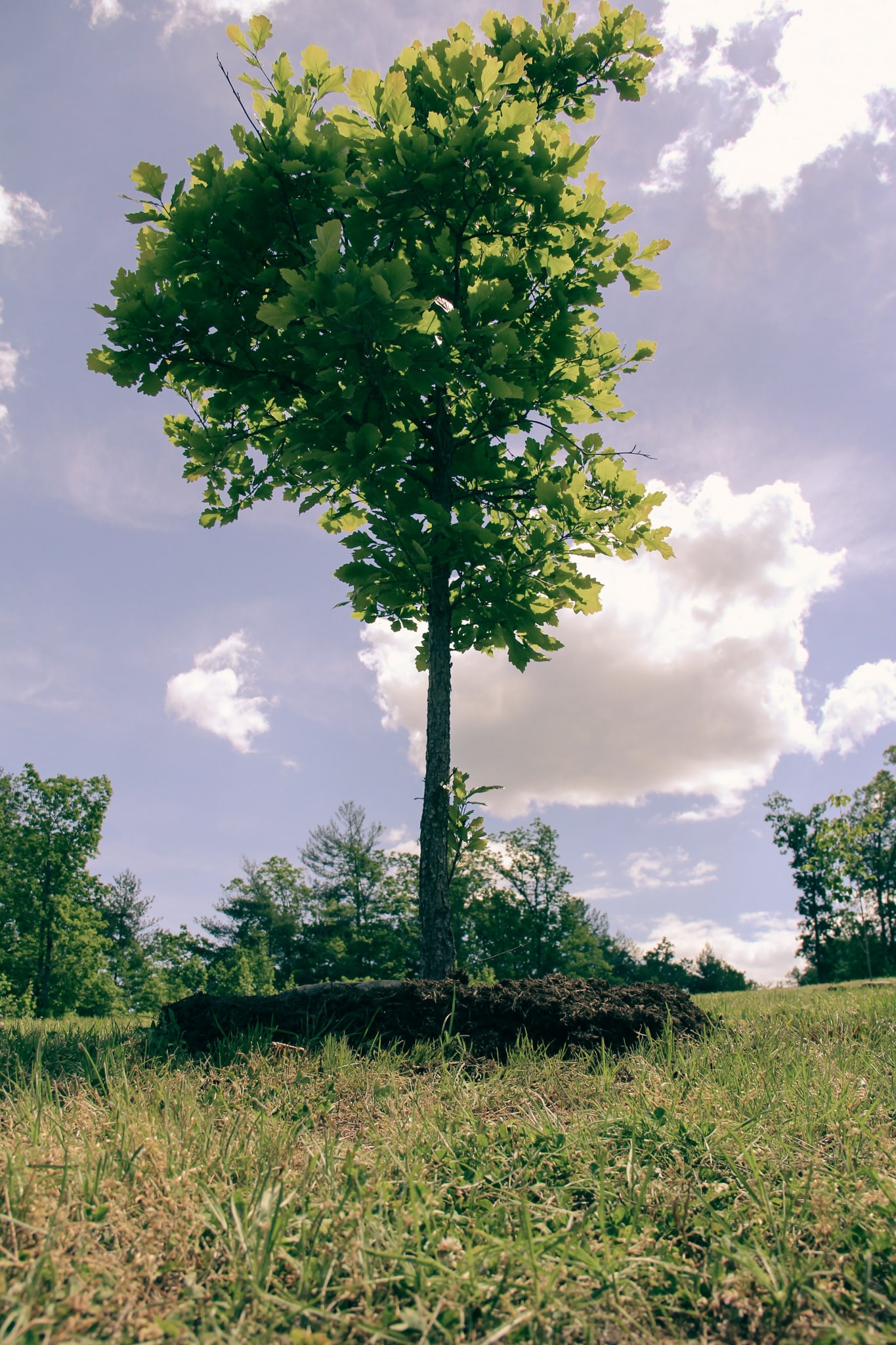 5 Beautiful Reasons to Plant a Memory Tree – Rest Ashured – Ash ...