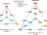 Revbayes Polymorphism Aware Phylogenetic Models