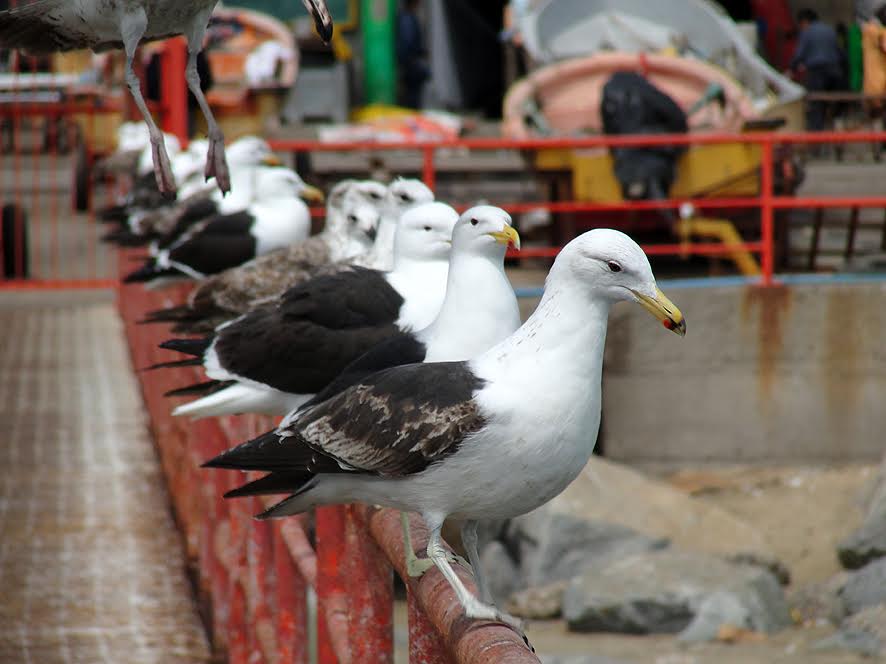 Thomas Daskam y Jürger Rottmann/ Fotografías de Aves de Chile/ Parte 2 ...