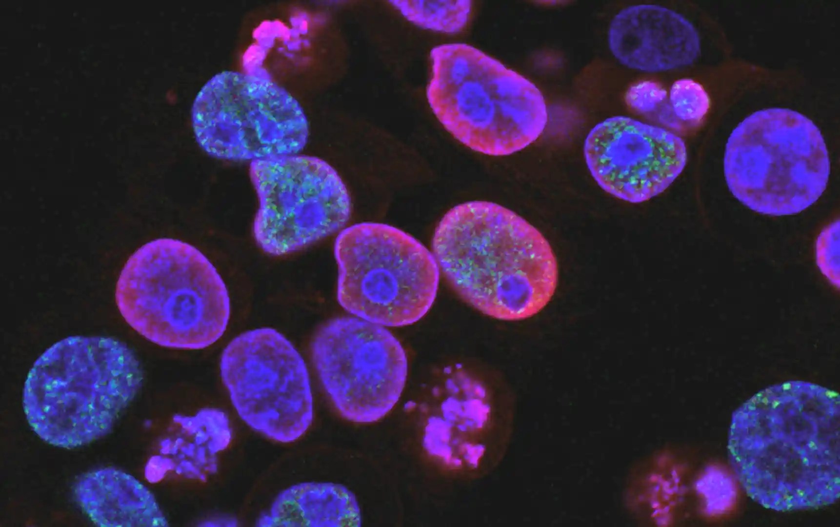 Gen recesivo - Revoleo