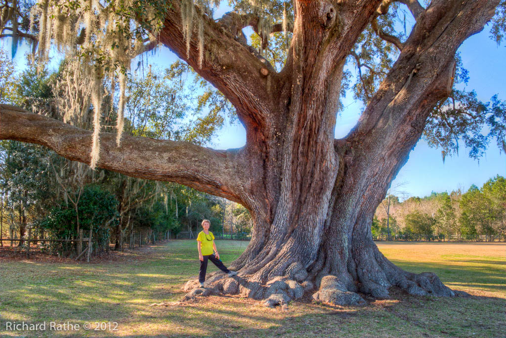 What Is The Largest Oak Tree Rankiing Wiki Facts Films S ries what-is-the-largest-oak-tree-rankiing-wiki-facts-films-s-ries