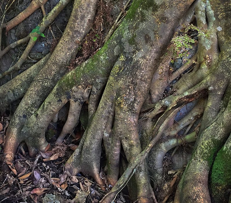 Rubber Tree Roots 3, Isla Cuale, Puerto Vallarta – Richard Sprengeler