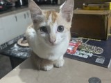 Rijfas Github Io Cats
