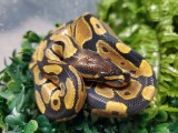 Ball Python Baby Ringtail Exotics Pets