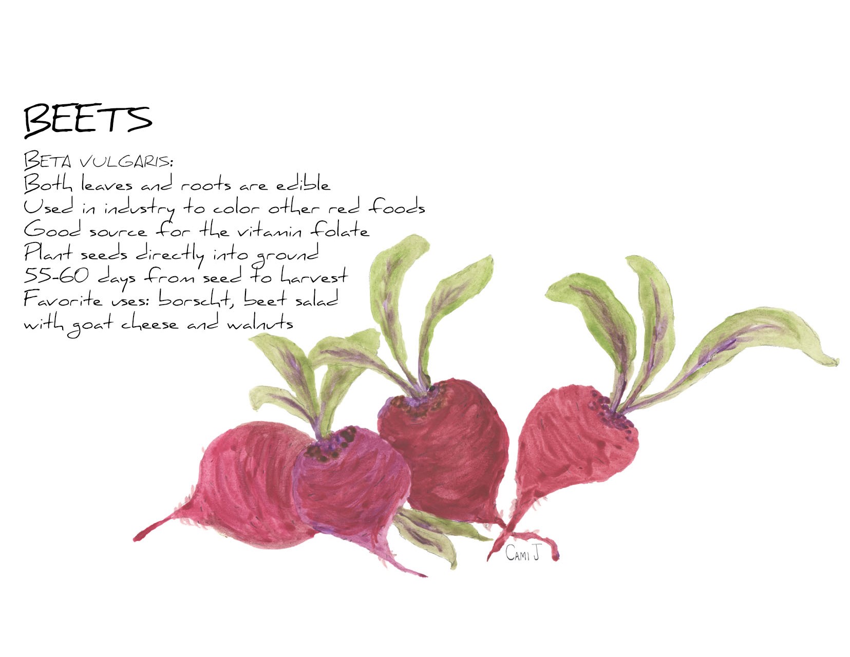 Beet Cards - Ripe and Roasted