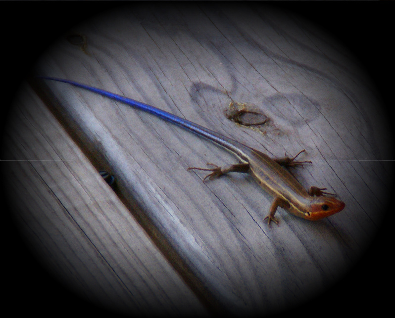 Blue Tailed Skink | The Big Picture