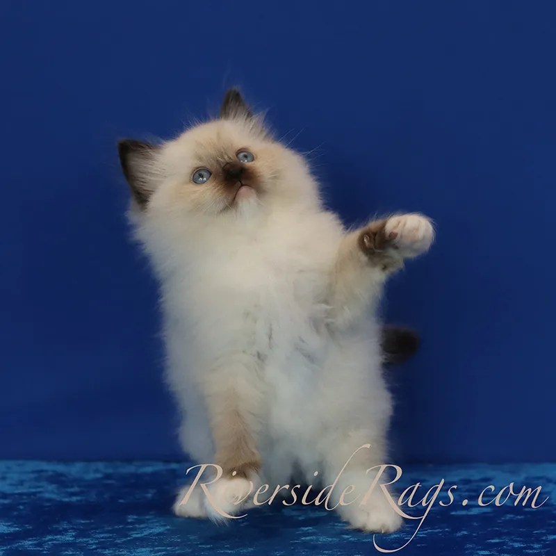 Seal Mitted ragdoll kitten - Rigel