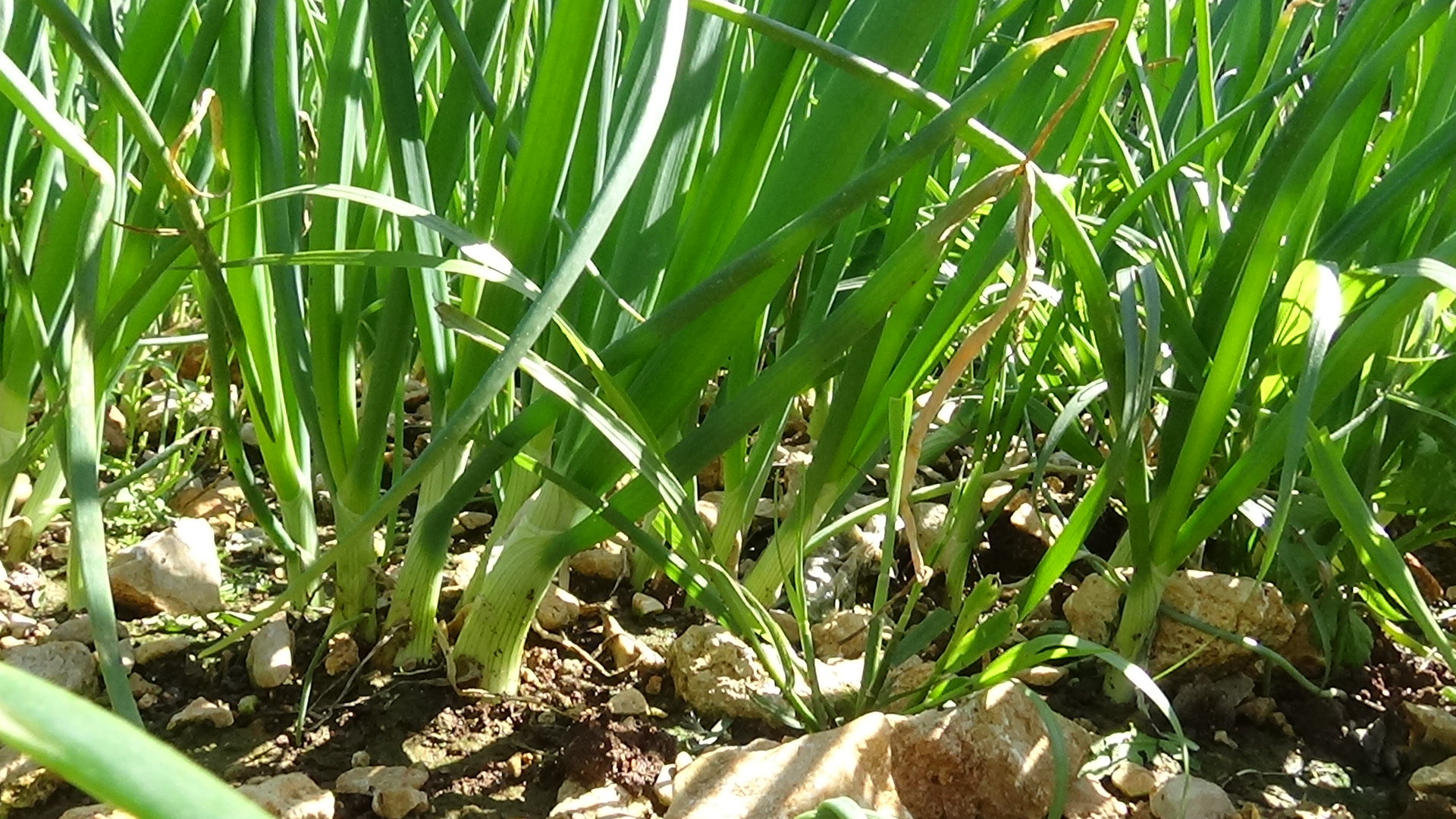 Κρεμμύδι "GRANEX" σποράς και ελληνικός ατταπουλγίτης - Ριζική Δύναμις