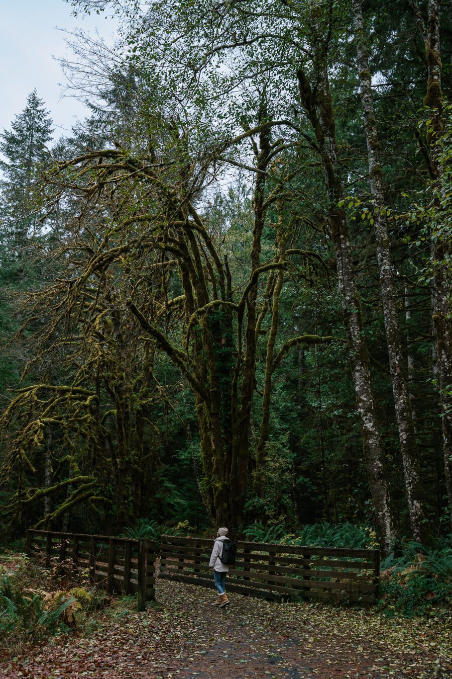 Our Epic 2 Days in Olympic National Park Itinerary
