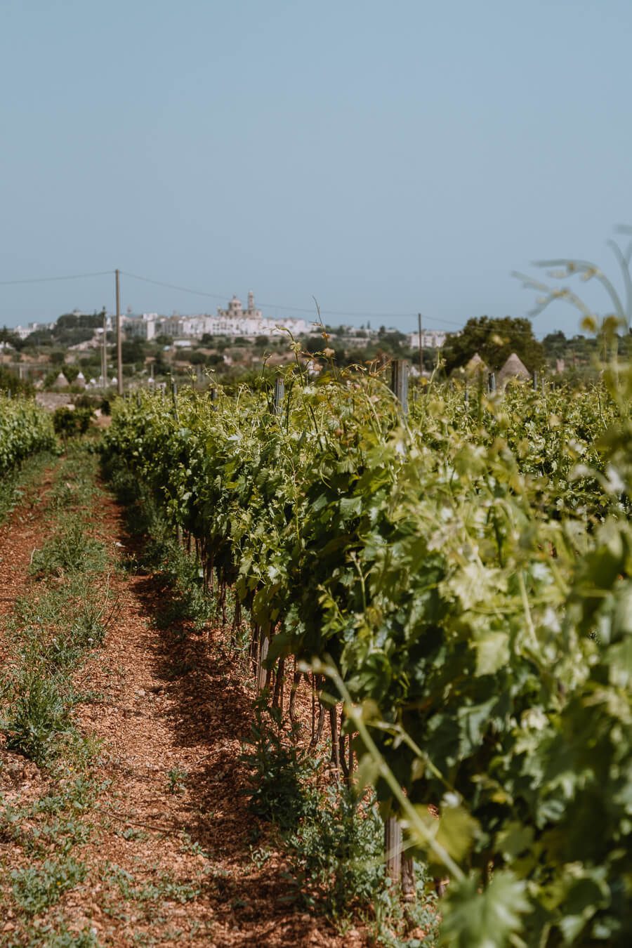 10 Best Wineries in Puglia: Puglia Vineyards You Can't Miss