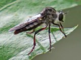 Heteropogon Robber Flies Of The Southeast