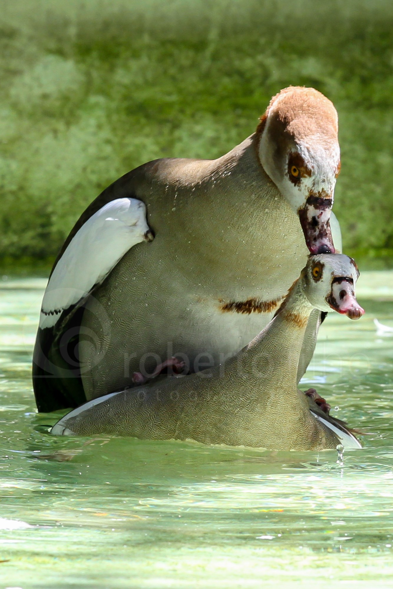 BioParque do Rio | Roberto Filho - Fotografia
