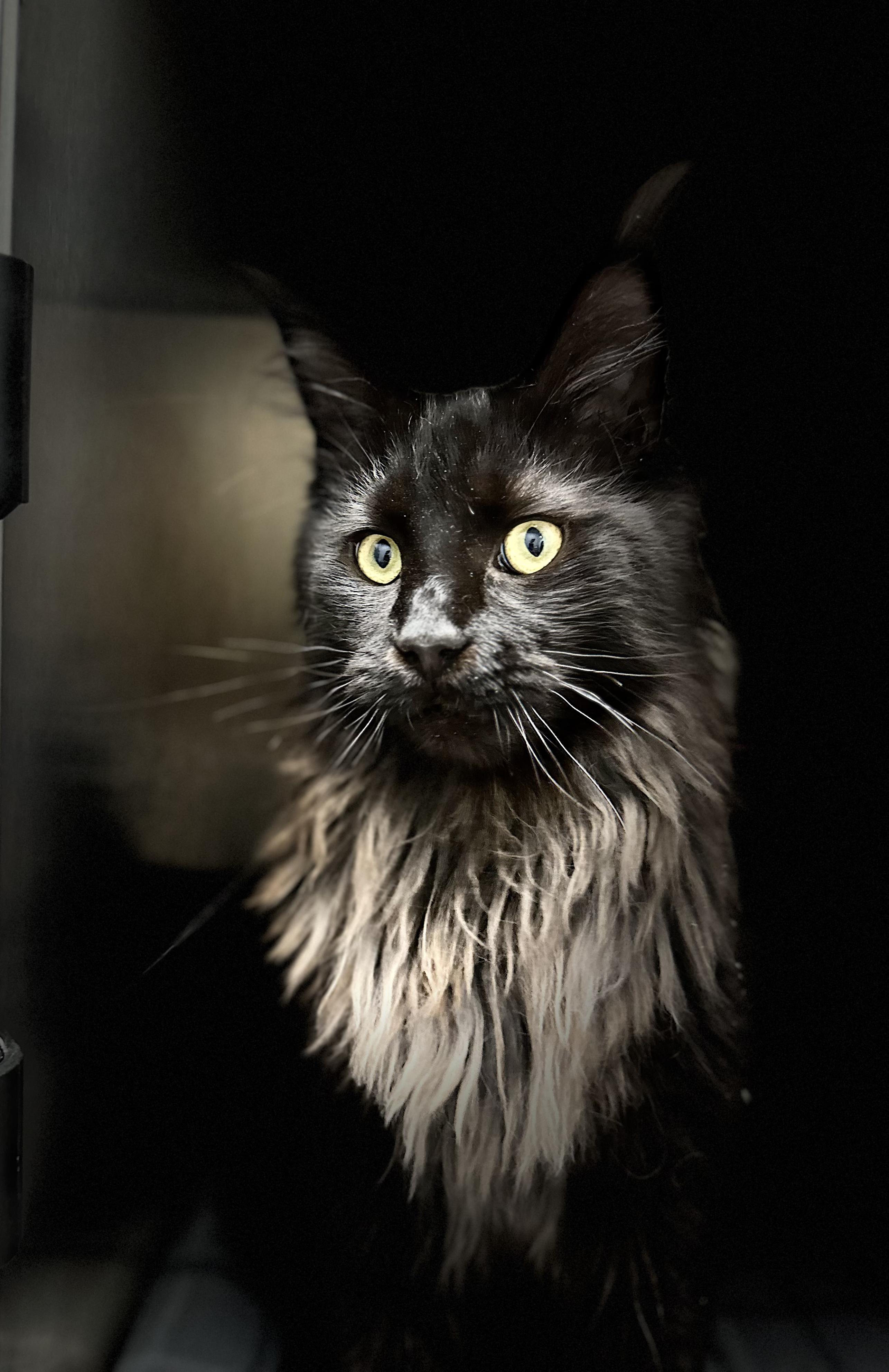 Home - Rocket Kitty Coons Luxury Maine Coon Kittens Breeder