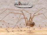 Cellar Spider Vs Daddy Long Legs What S The Difference